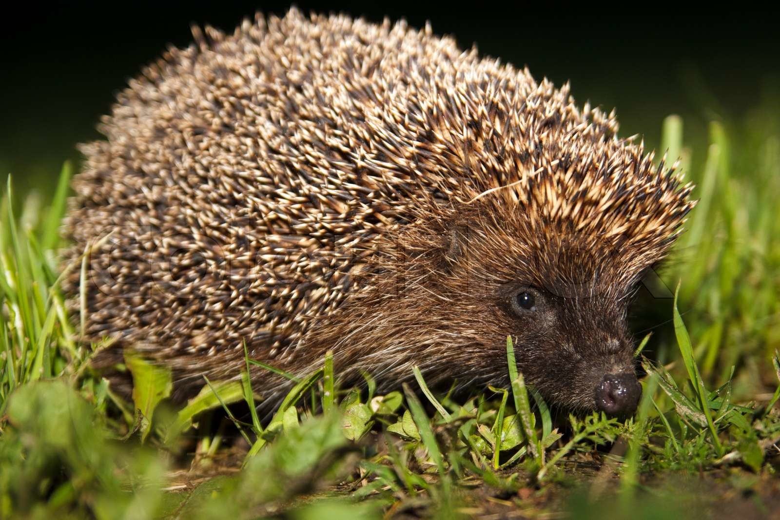 pindsvin - Erinaceus europaeus | Stock foto | Colourbox