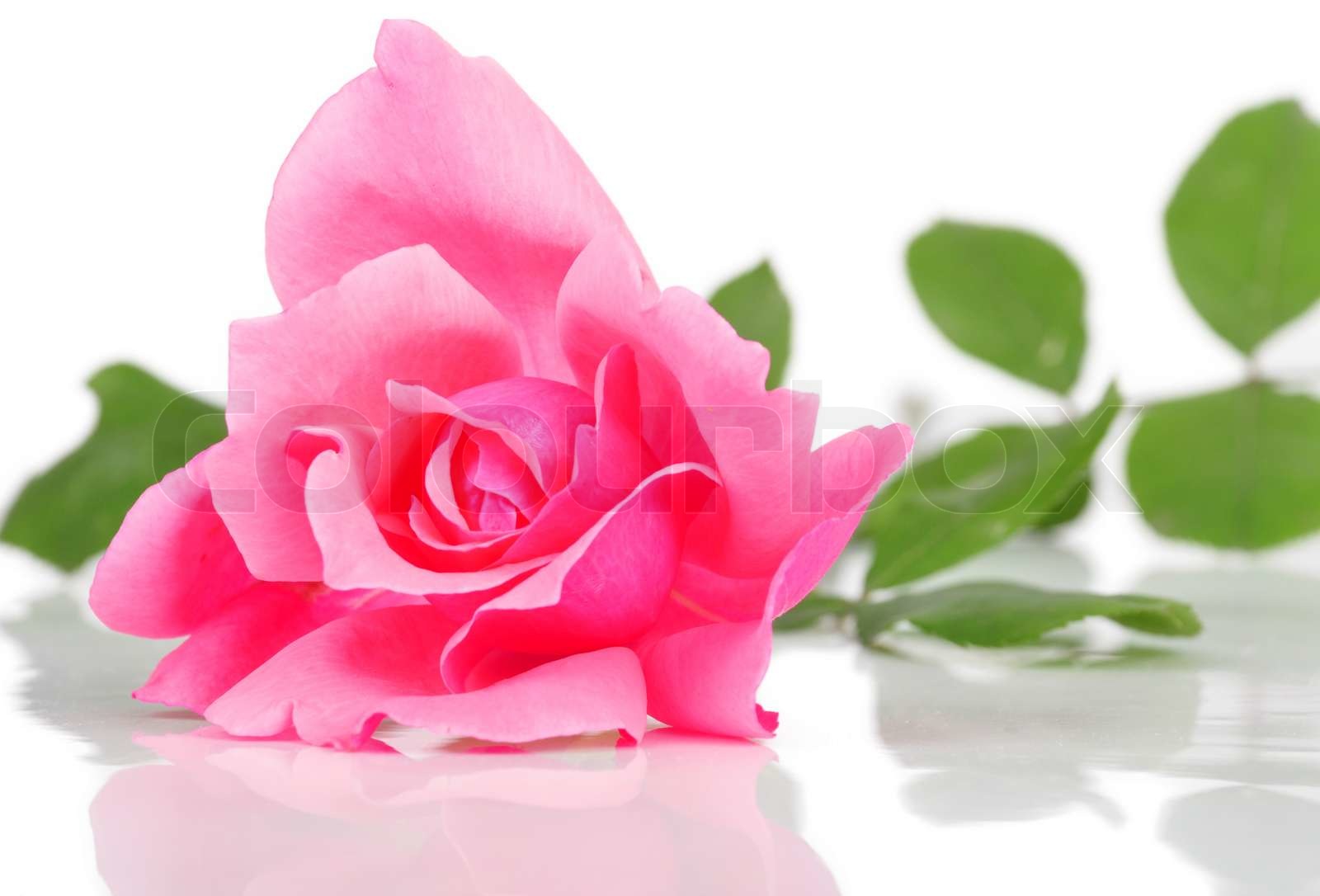 rosa Rose | Stock Bild | Colourbox