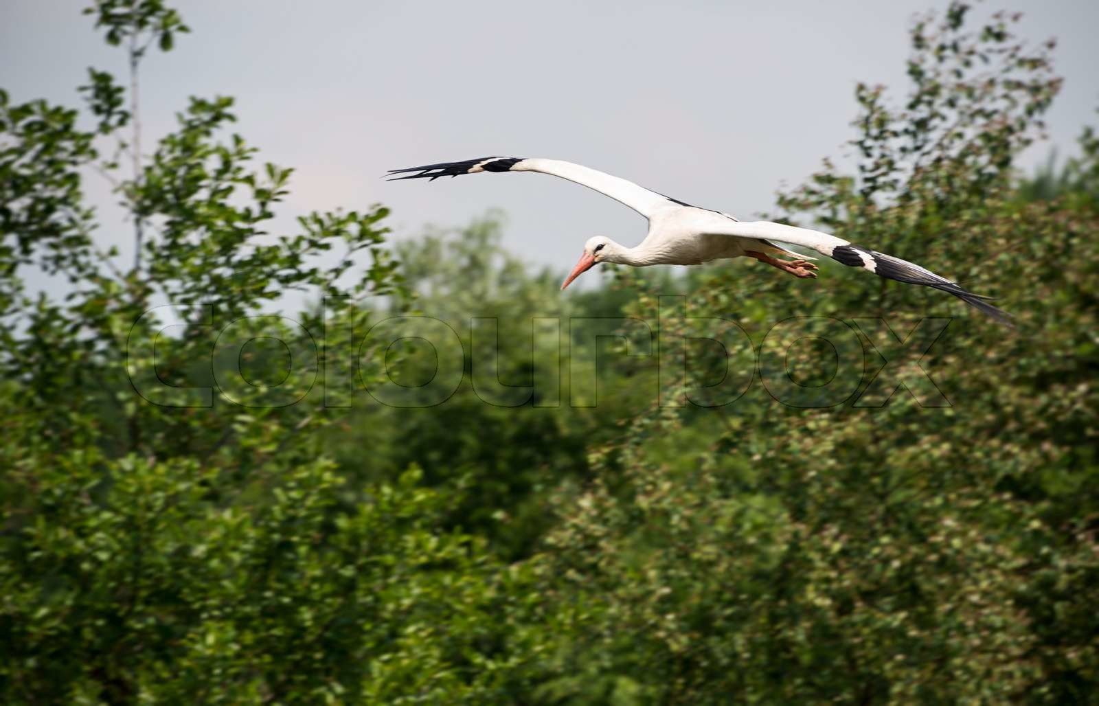stork flying in the air | Stock image | Colourbox