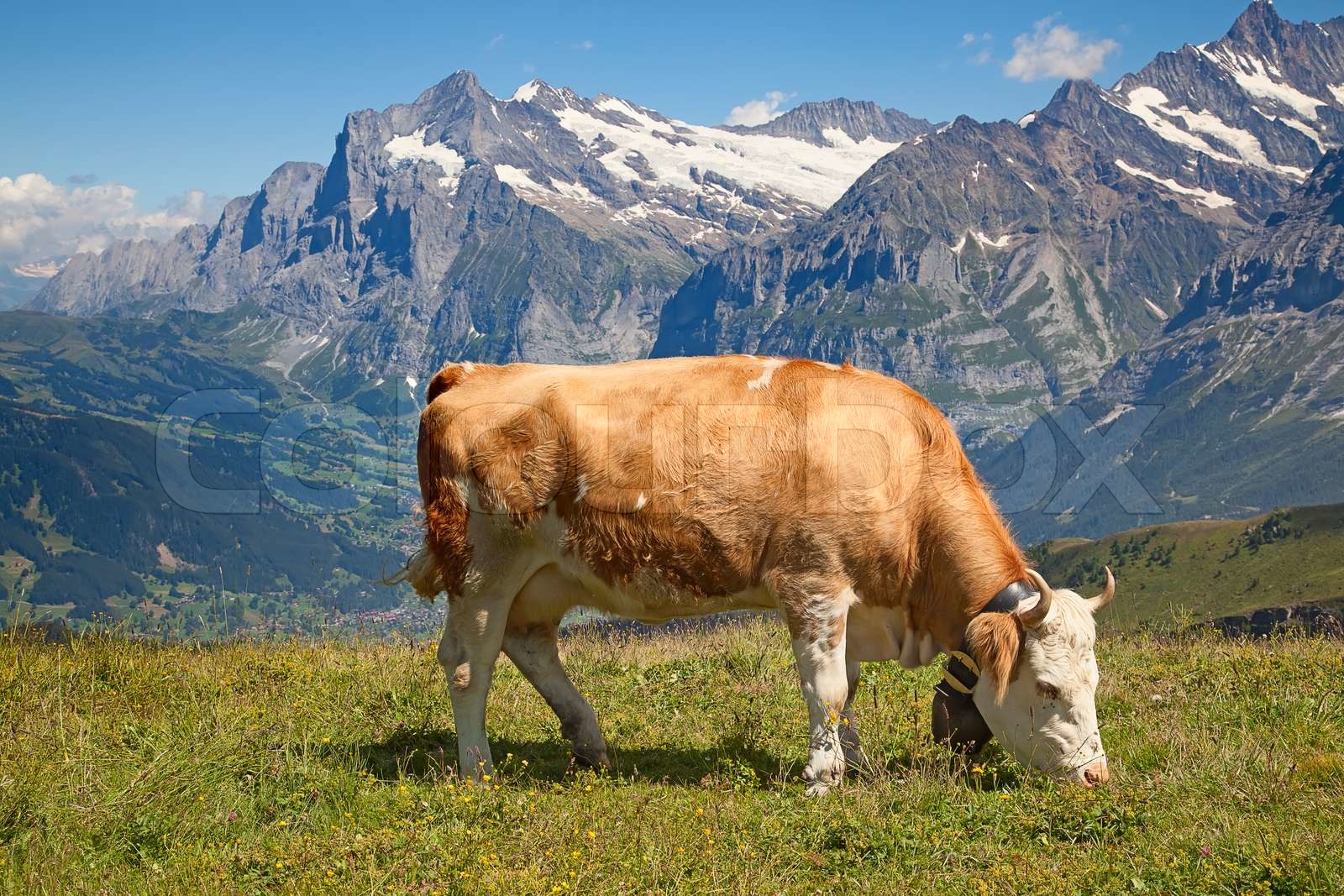 Schweizer Kuh | Stock Bild | Colourbox