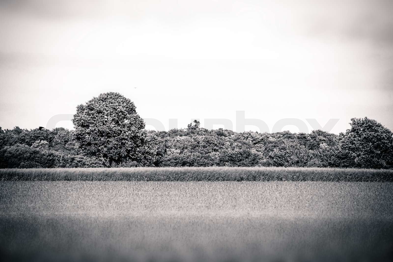 Countryside landscape in black and white | Stock image | Colourbox