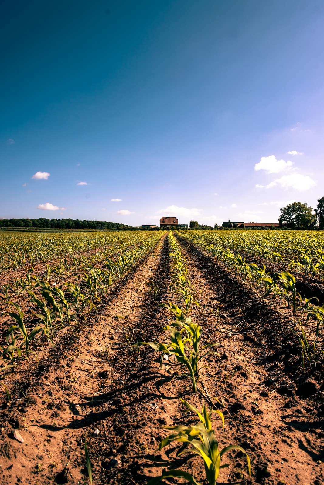 Green crops on a field | Stock image | Colourbox