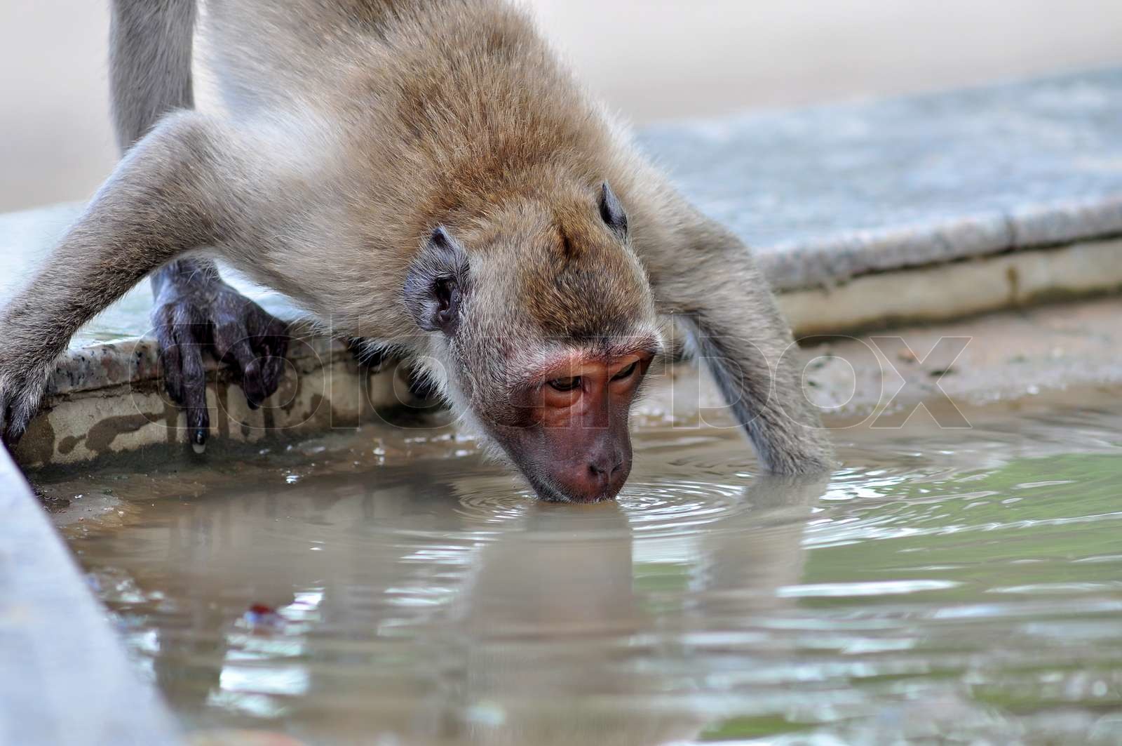 monkey eating water | Stock image | Colourbox