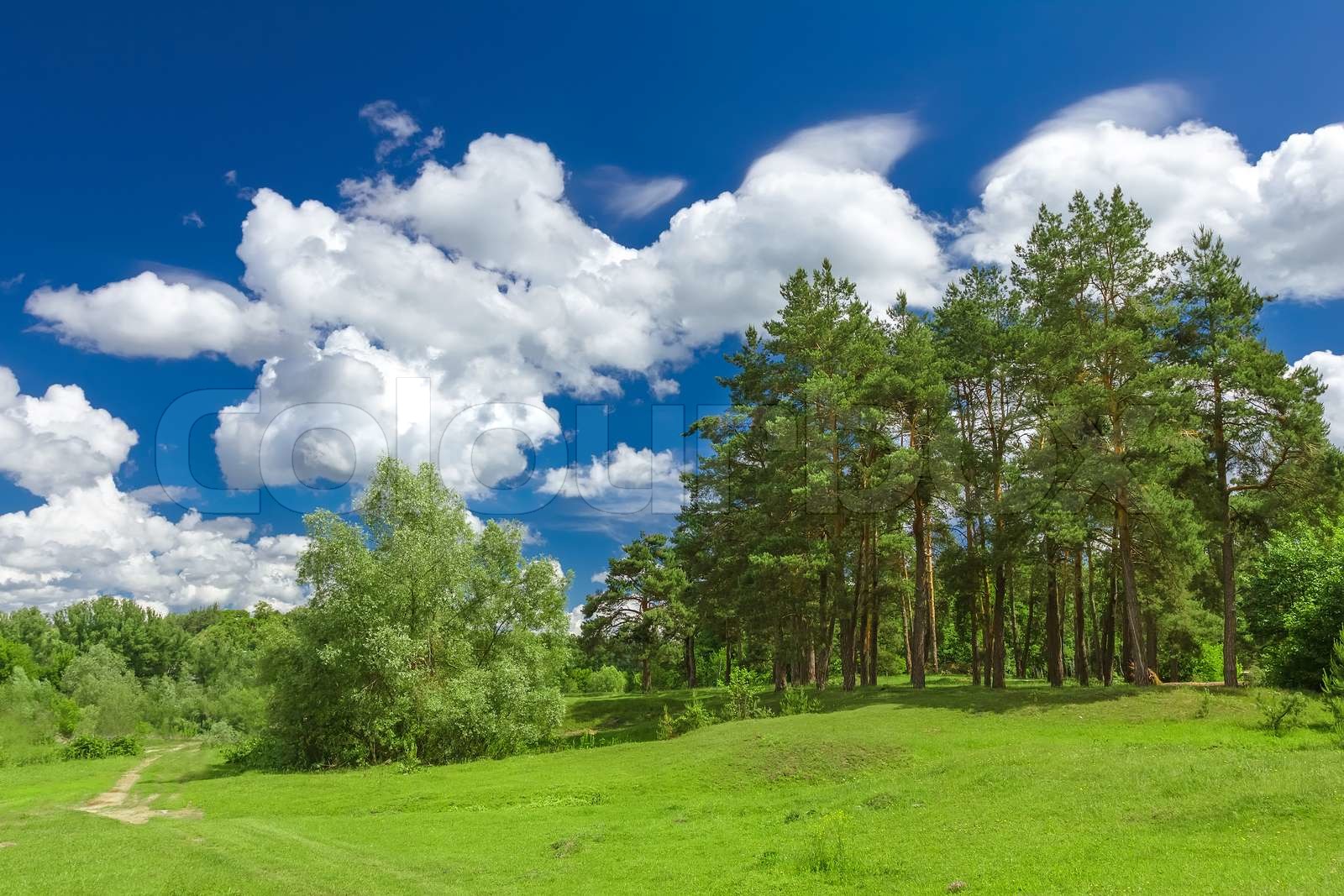 Wald | Stock Bild | Colourbox