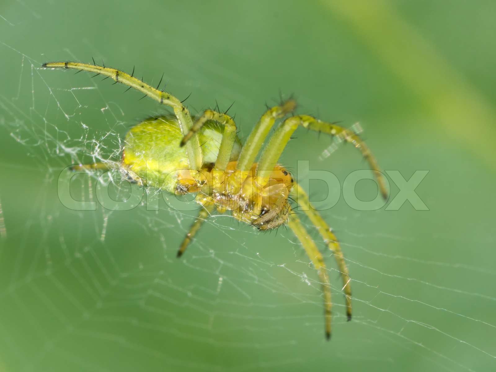 Green Spider | Stock image | Colourbox