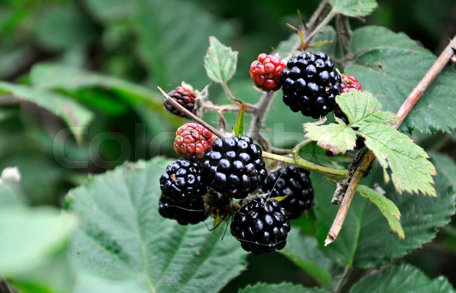 reif für die Ernte bereit wilde Brombeeren | Stock Bild | Colourbox
