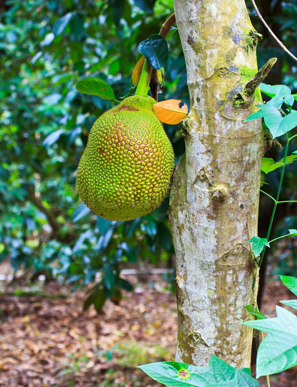 Jackfrucht auf Baum | Stock Bild | Colourbox
