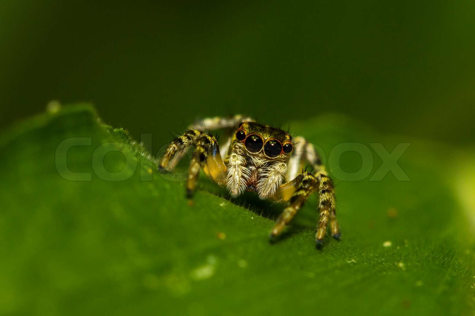 Spinne | Stock Bild | Colourbox