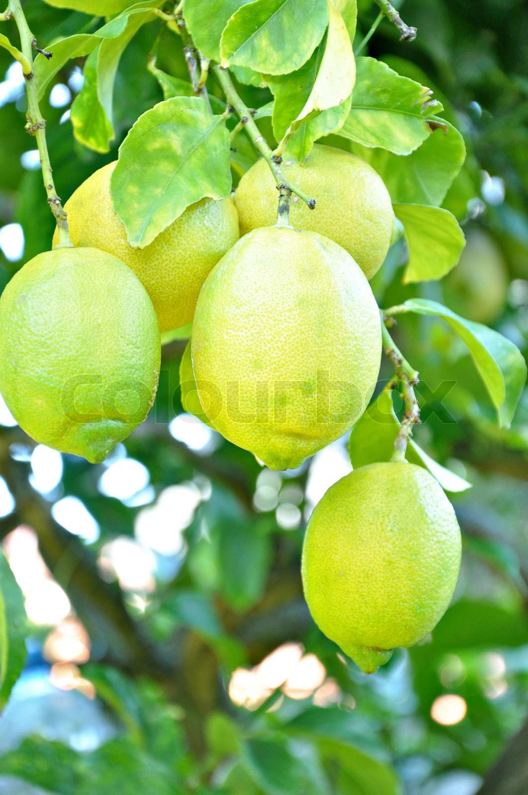 Citroner på træet | Stock foto | Colourbox