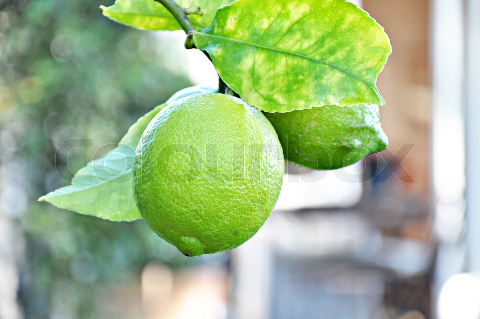 Citroner på træet | Stock foto | Colourbox