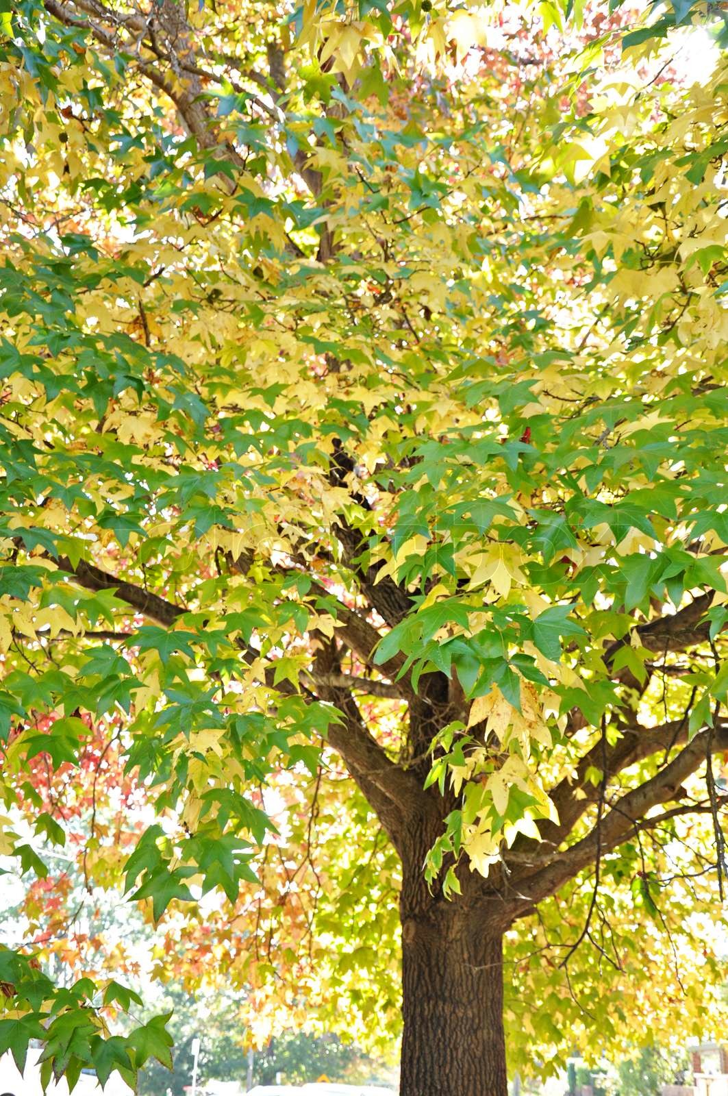 Liquid Amber tree - one of Maple family | Stock image | Colourbox