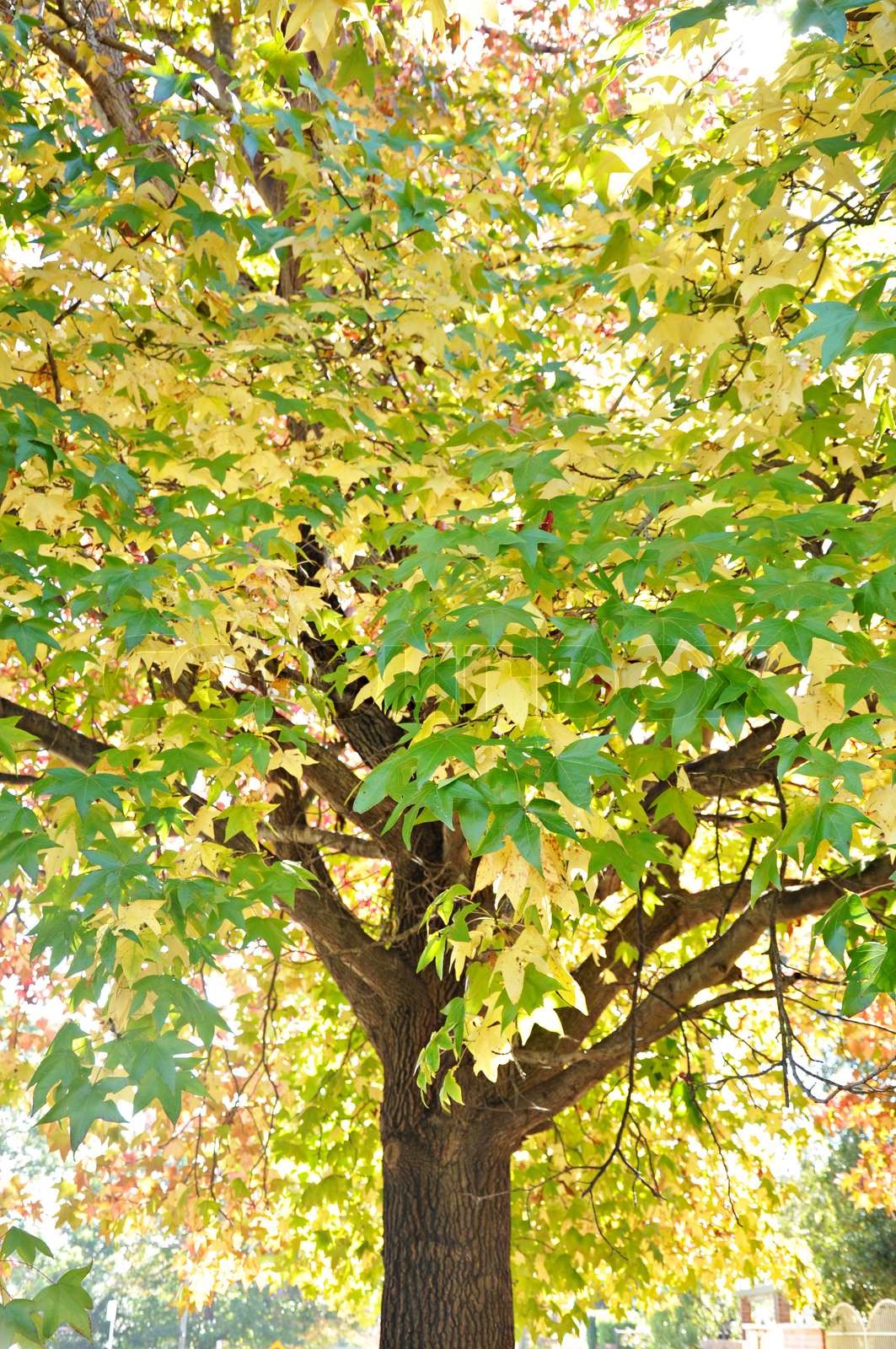 Liquid Amber tree - one of Maple family | Stock image | Colourbox