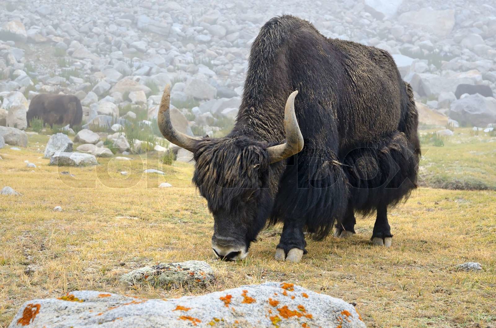 Brown yak | Stock image | Colourbox