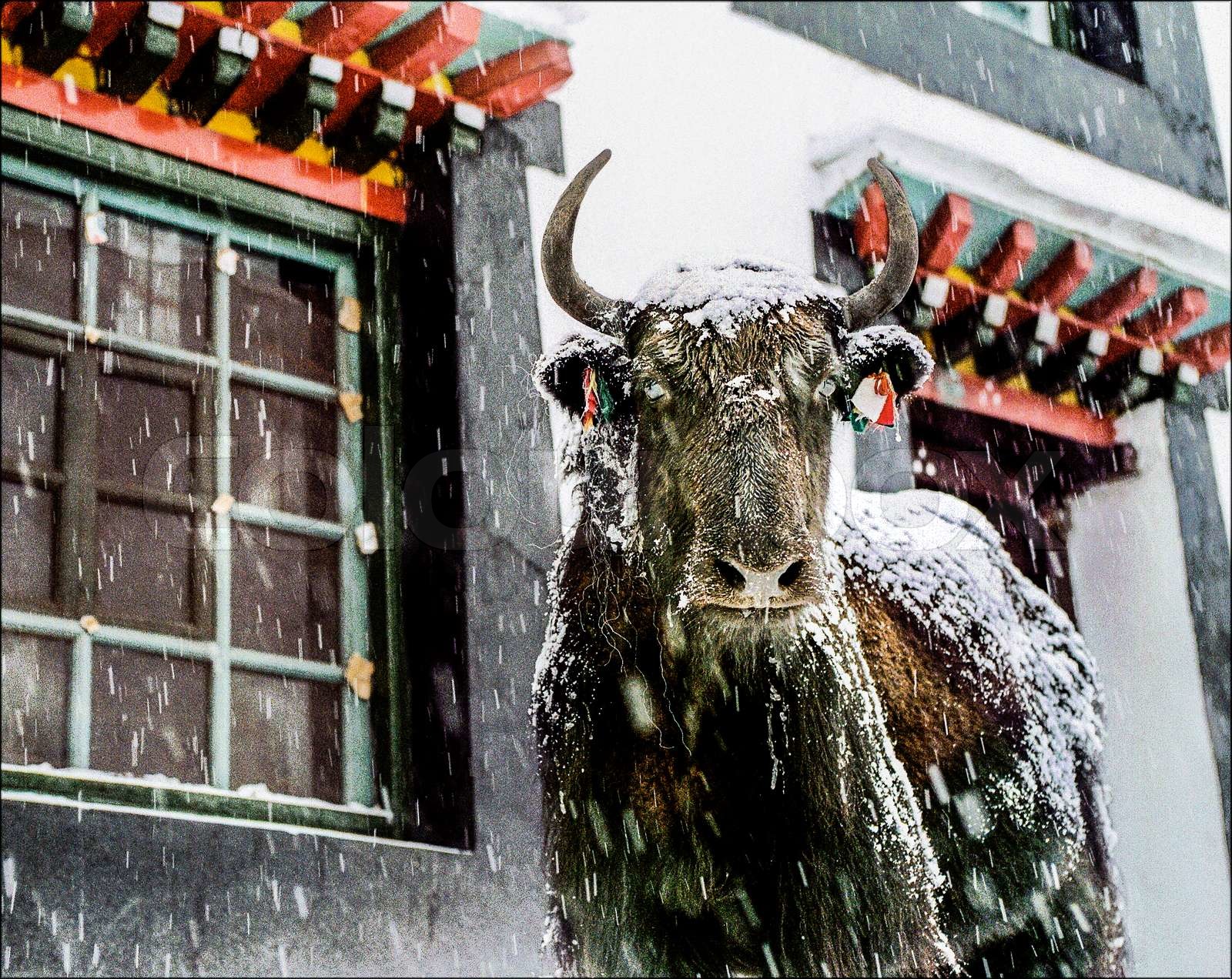 Yak okse | Stock Bild | Colourbox