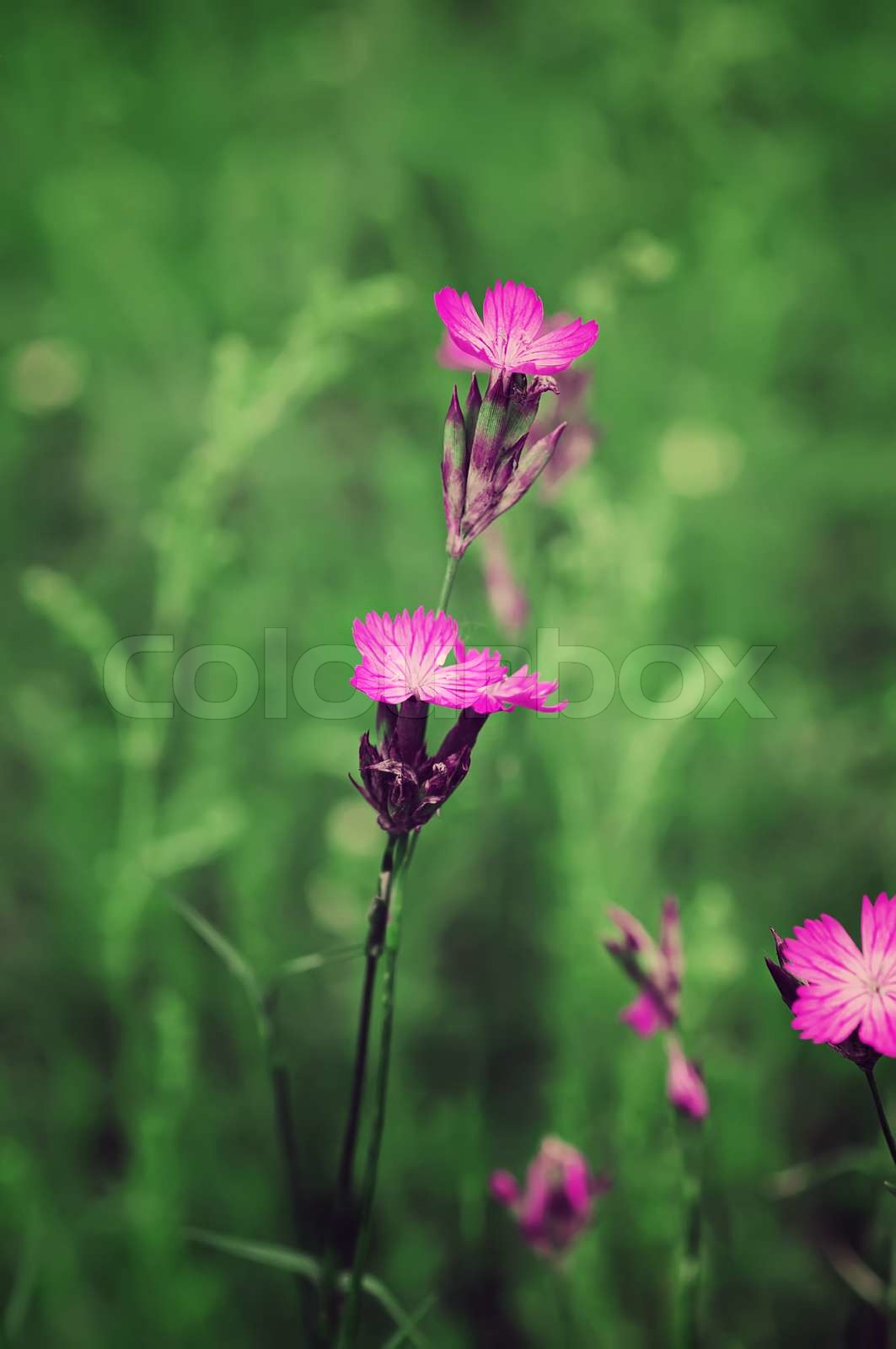 Wilde vintage Nelke Blume | Stock Bild | Colourbox