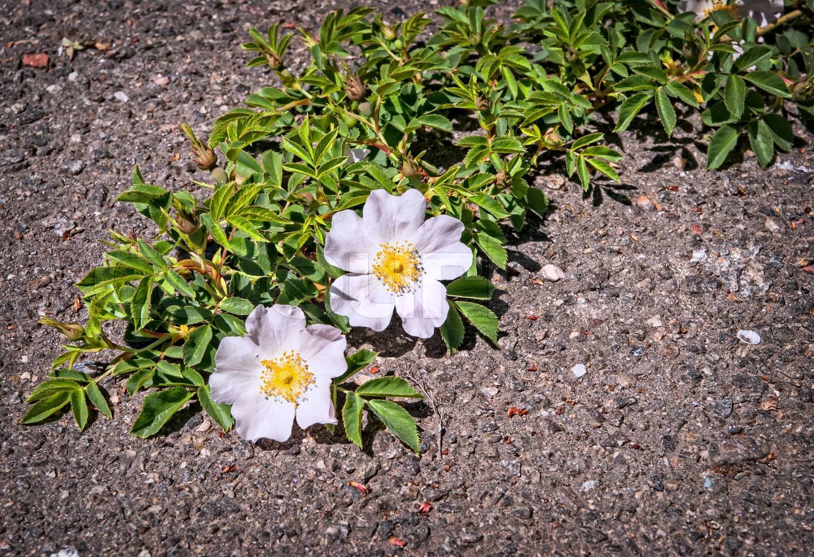 Beautiful flowers growing on crack in old asphalt pavement | Stock ...