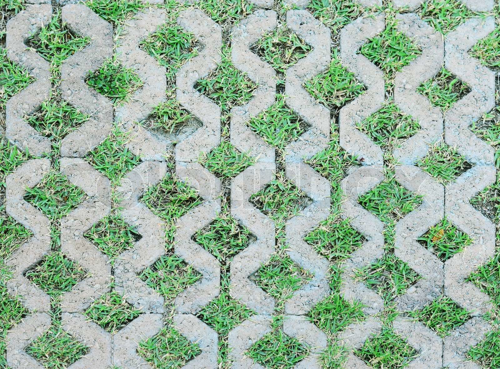 New growing plant with tile in garden | Stock image | Colourbox