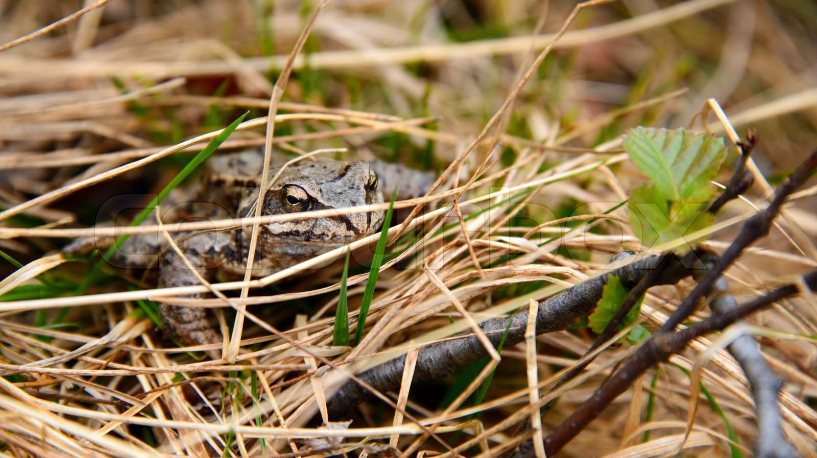 Toad hiding in grass | Stock image | Colourbox