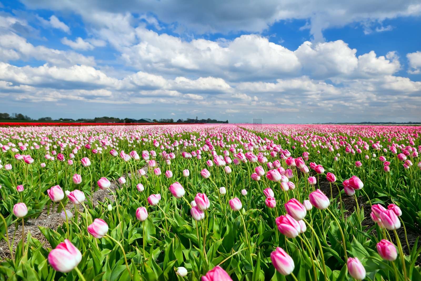 Field Of Pink Tulips