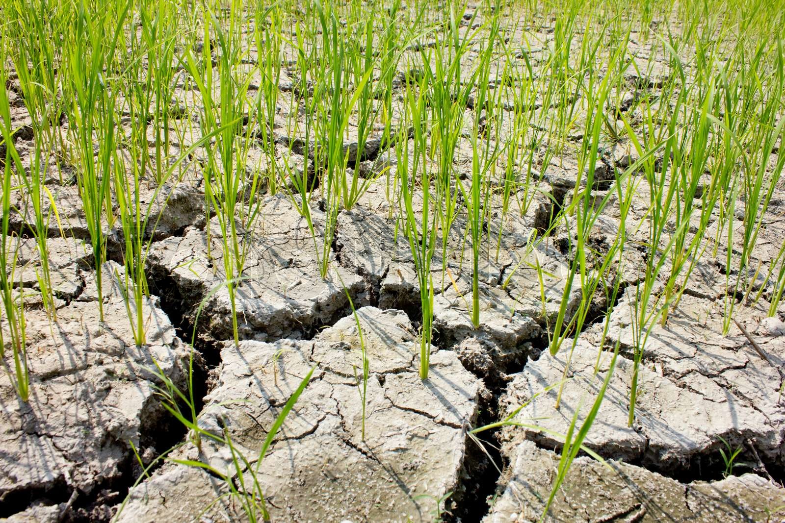 cracked dried land of rice field | Stock image | Colourbox