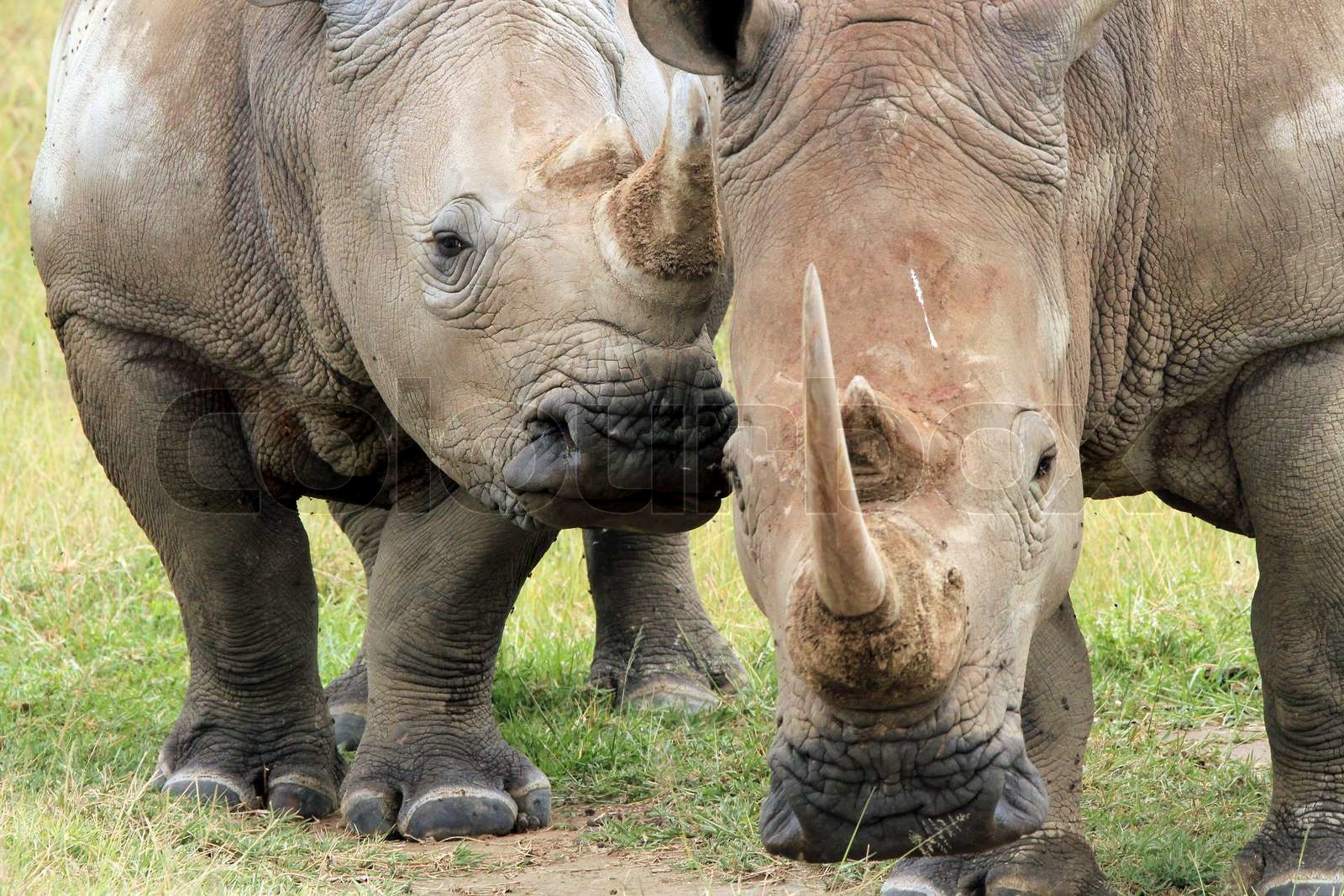 White Rhino Couple | Stock image | Colourbox
