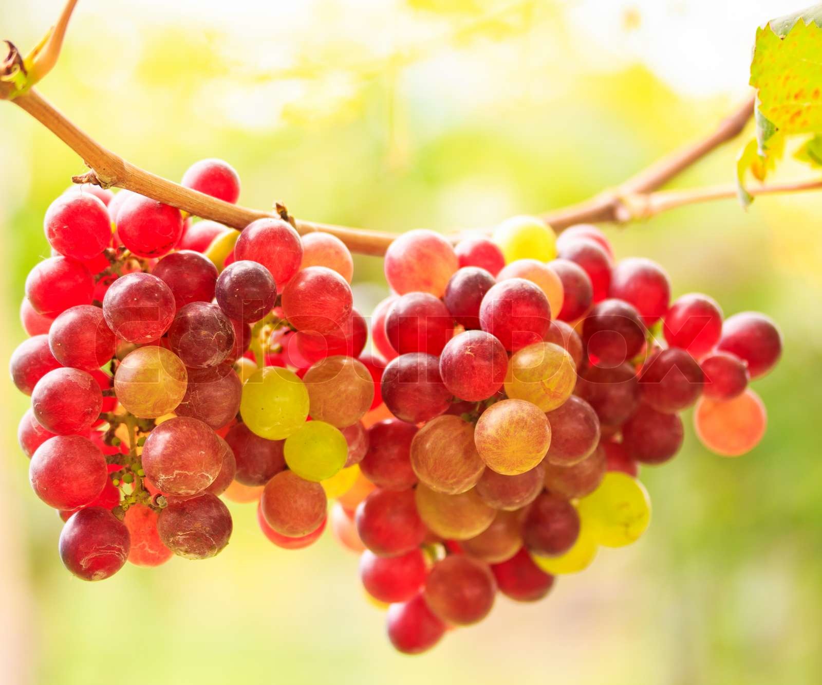 purple red grapes with green leaves on the vine | Stock image | Colourbox