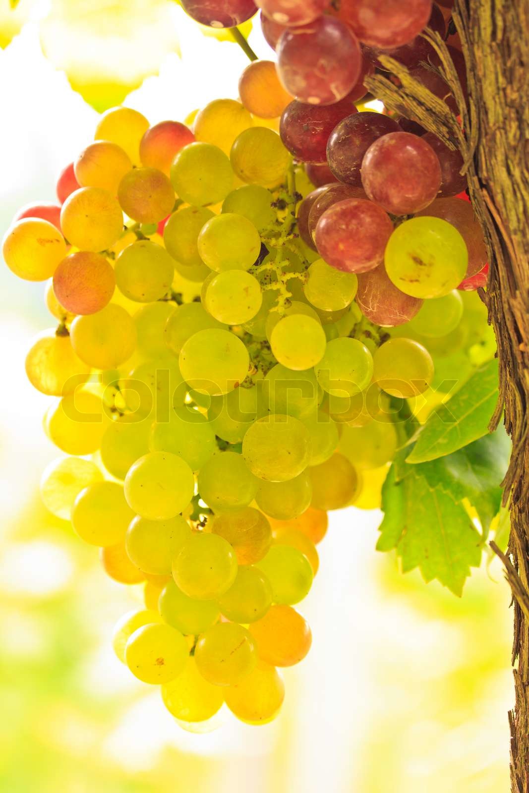 lilla røde druer med grønne blade på vinstokken | Stock foto | Colourbox