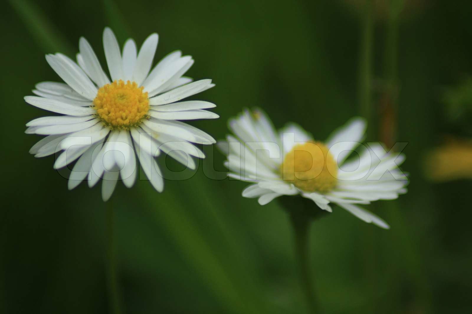 Two daisies. | Stock image | Colourbox