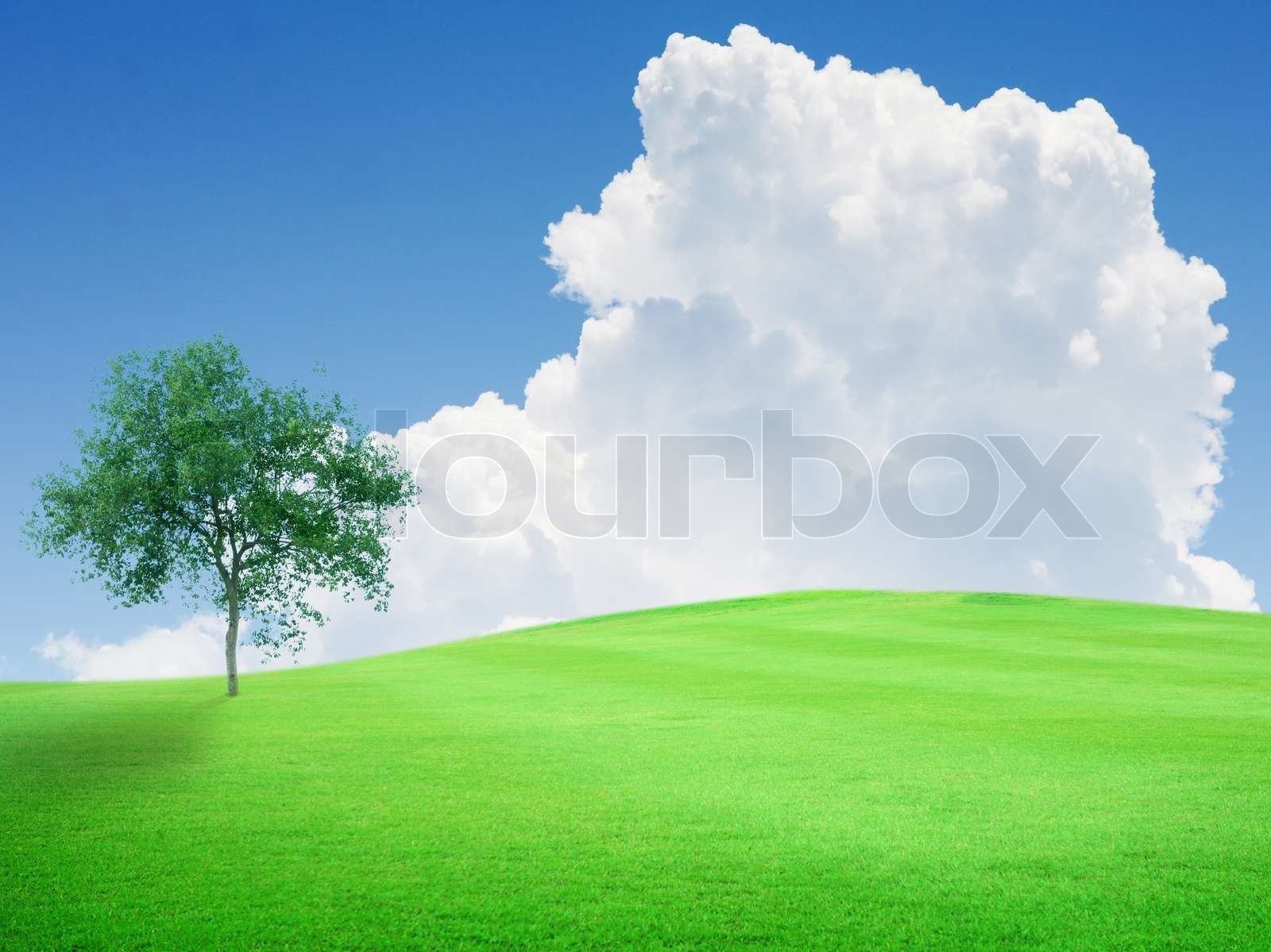 Schöne grüne Wiese mit blauem Himmel und weißen Wolken und Baum | Stock ...