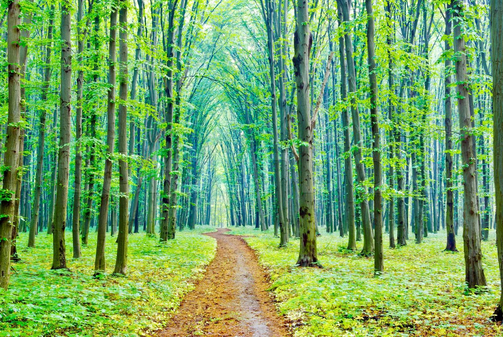 En sommer morgen på en sti i skoven | Stock foto | Colourbox