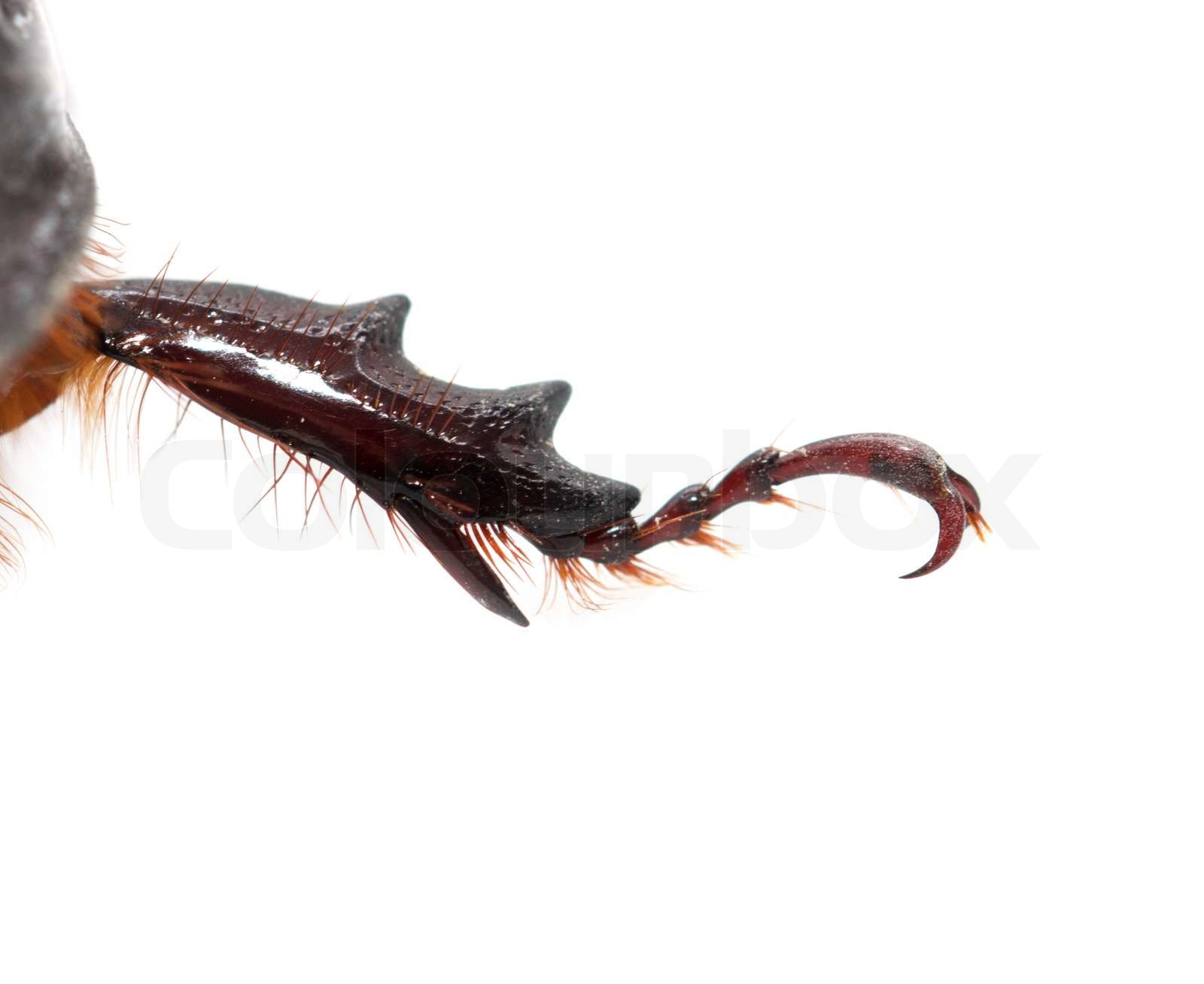 beetle legs white macro | Stock image | Colourbox