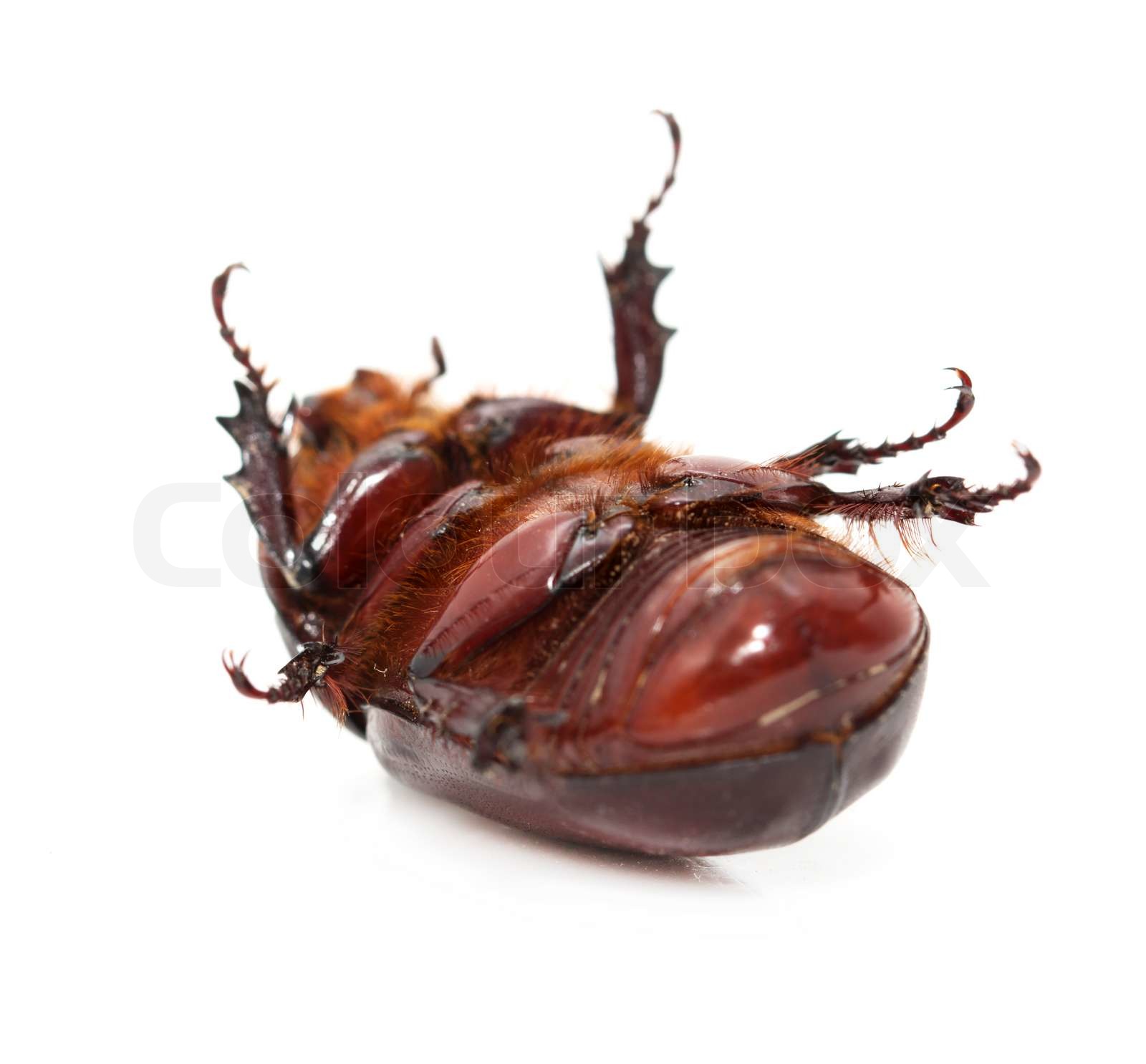 beetle legs white macro | Stock image | Colourbox
