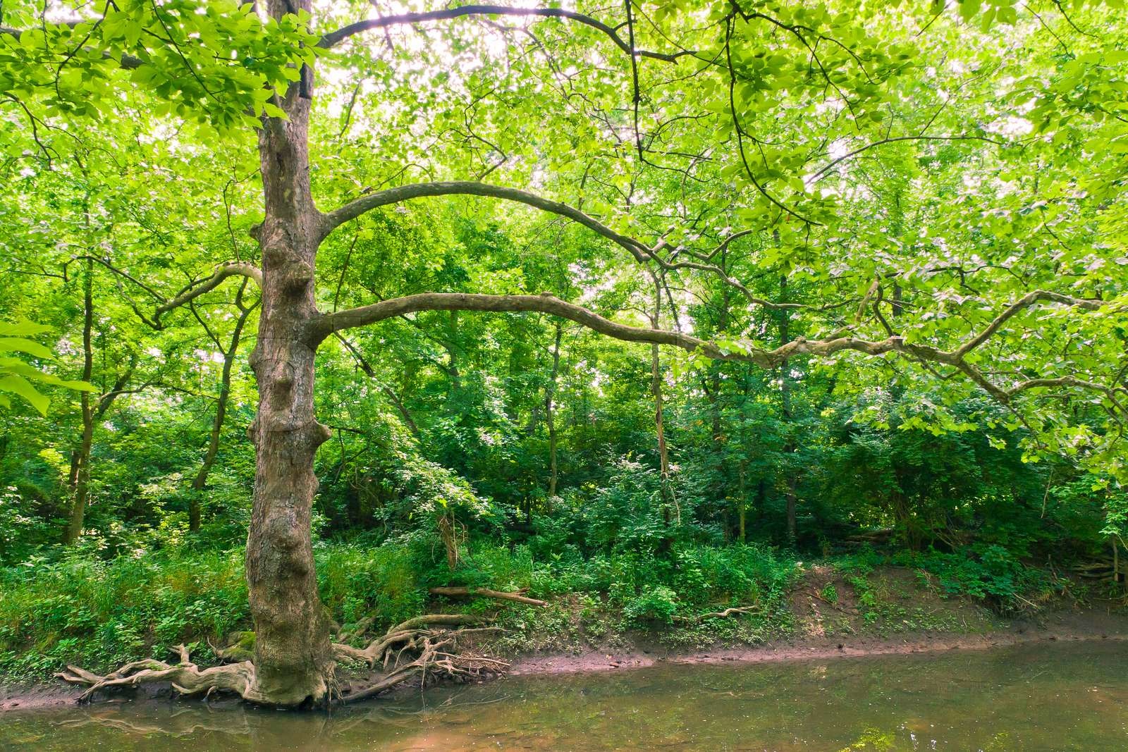 Tree near water stream in green forest | Stock image | Colourbox