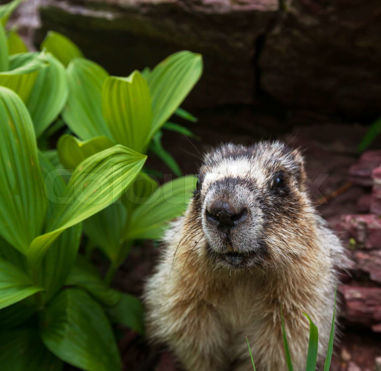 Marmoth | Stock image | Colourbox