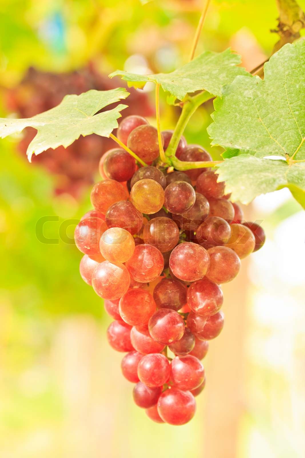 lilla røde druer med grønne blade på vinstokken | Stock foto | Colourbox