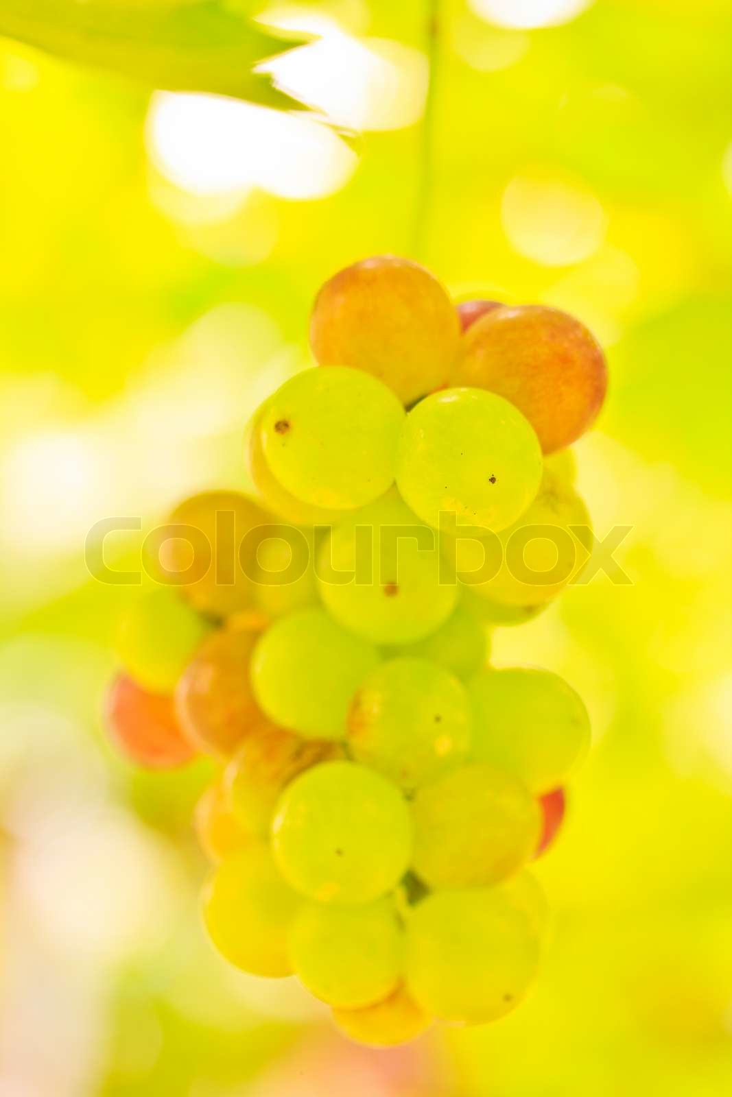 lilla røde druer med grønne blade på vinstokken | Stock foto | Colourbox