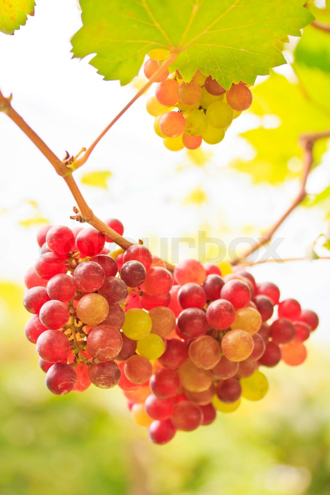 lilla røde druer med grønne blade på vinstokken | Stock foto | Colourbox