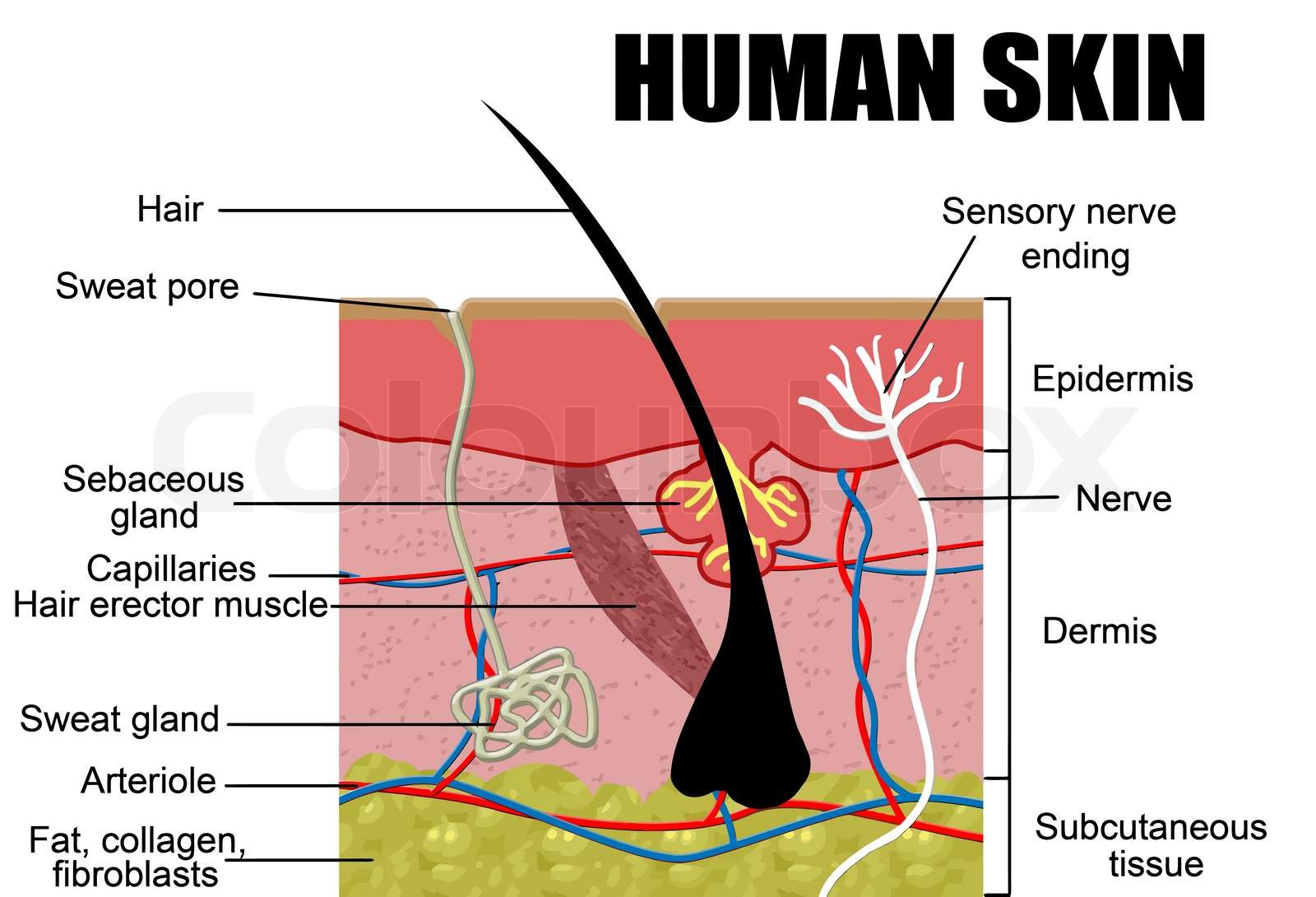 Human Skin | Stock vector | Colourbox
