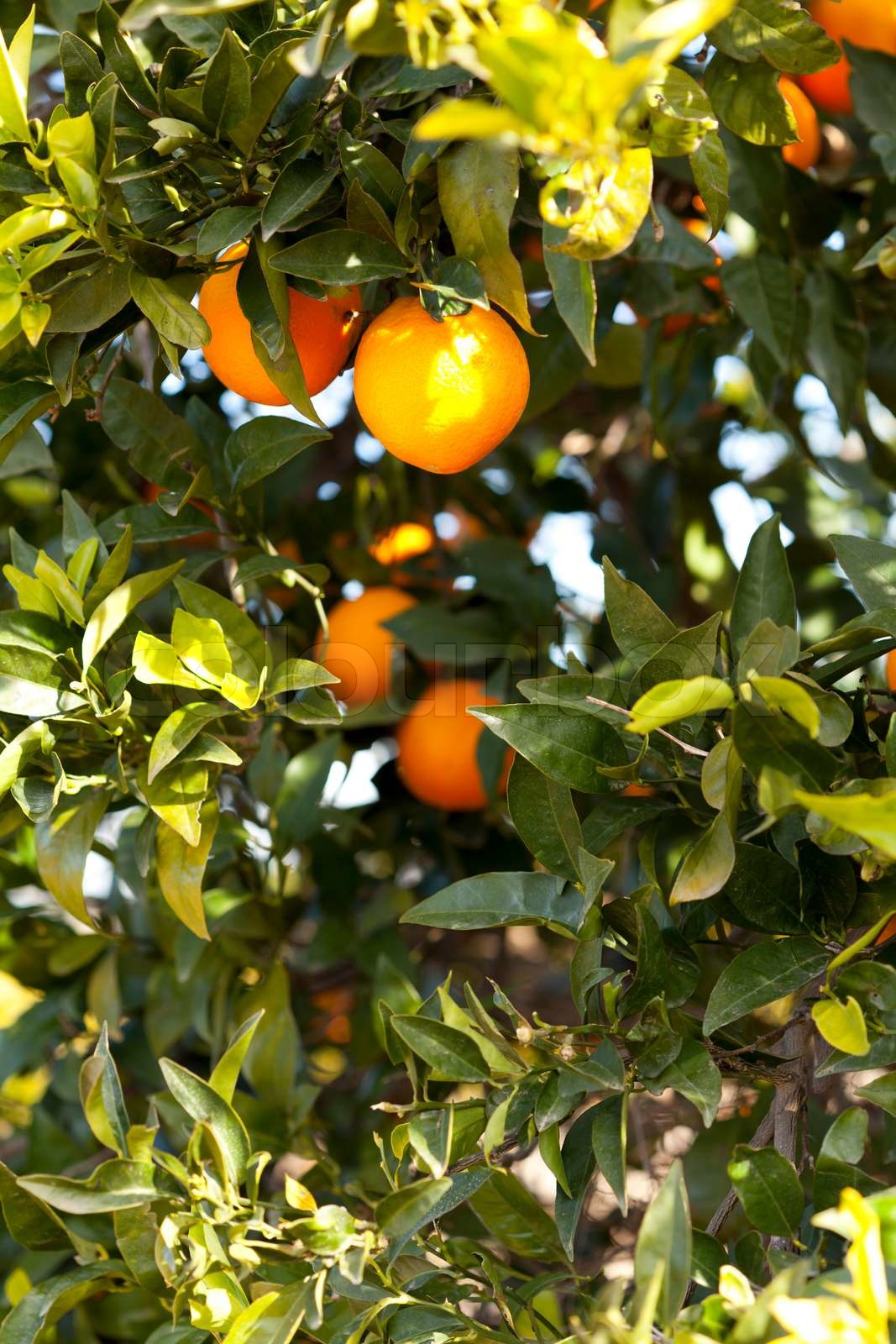 Valencia orange trees | Stock image | Colourbox