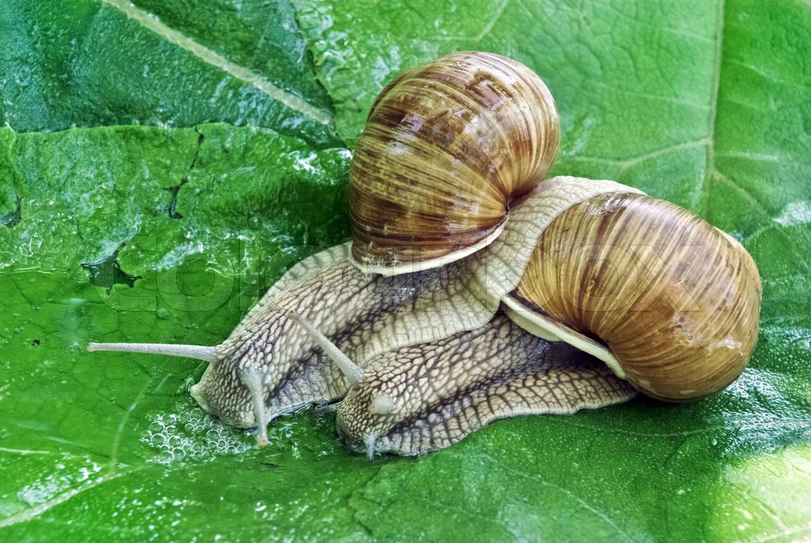 Parring spil snegle på baggrund af grønne blade | Stock foto | Colourbox