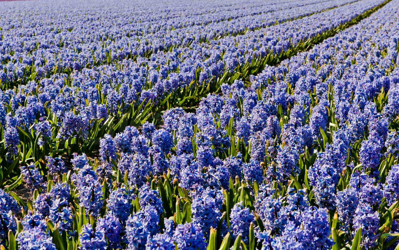 field of hyacinth | Stock image | Colourbox