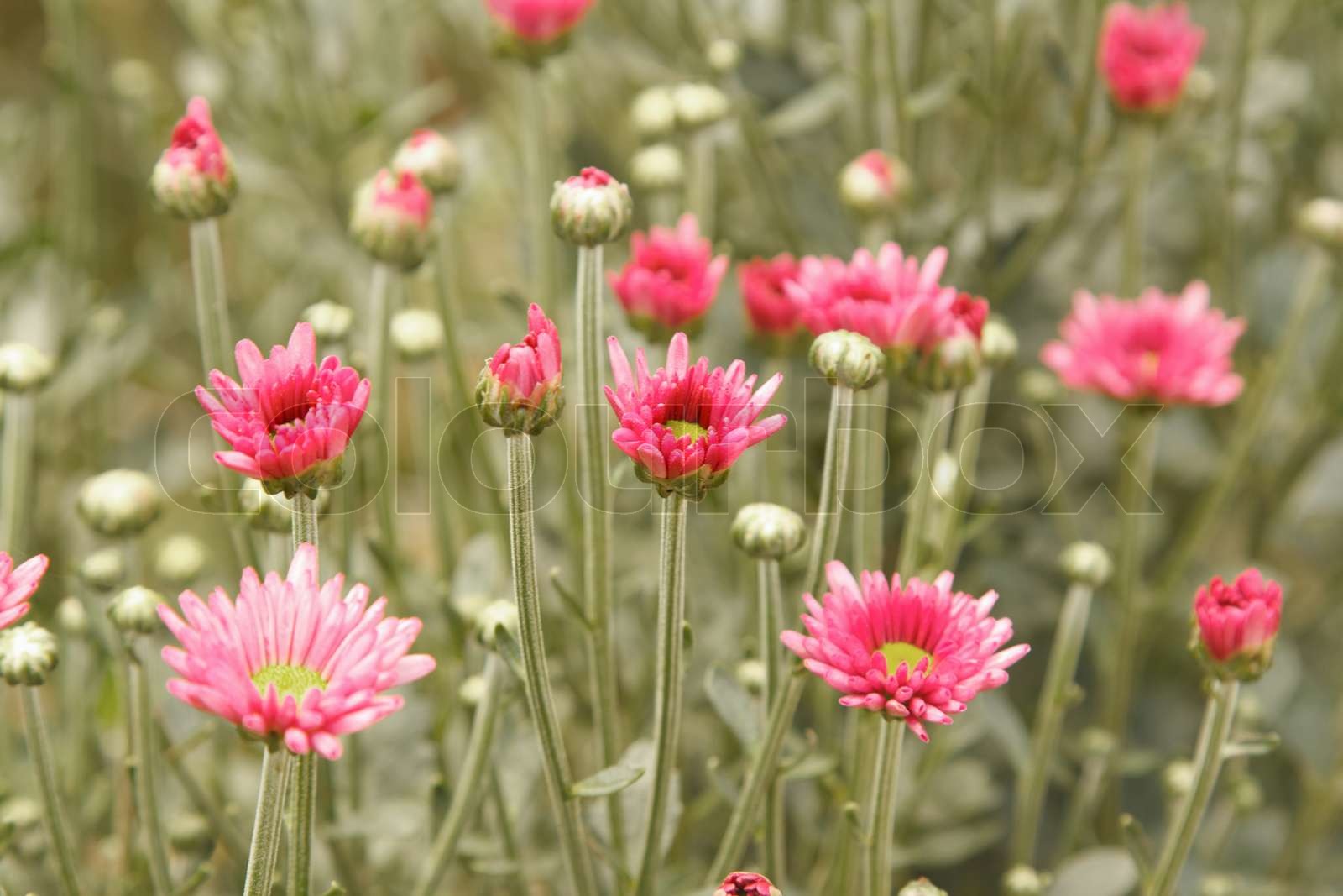Beautifulpink krysantemum blomster | Stock foto | Colourbox