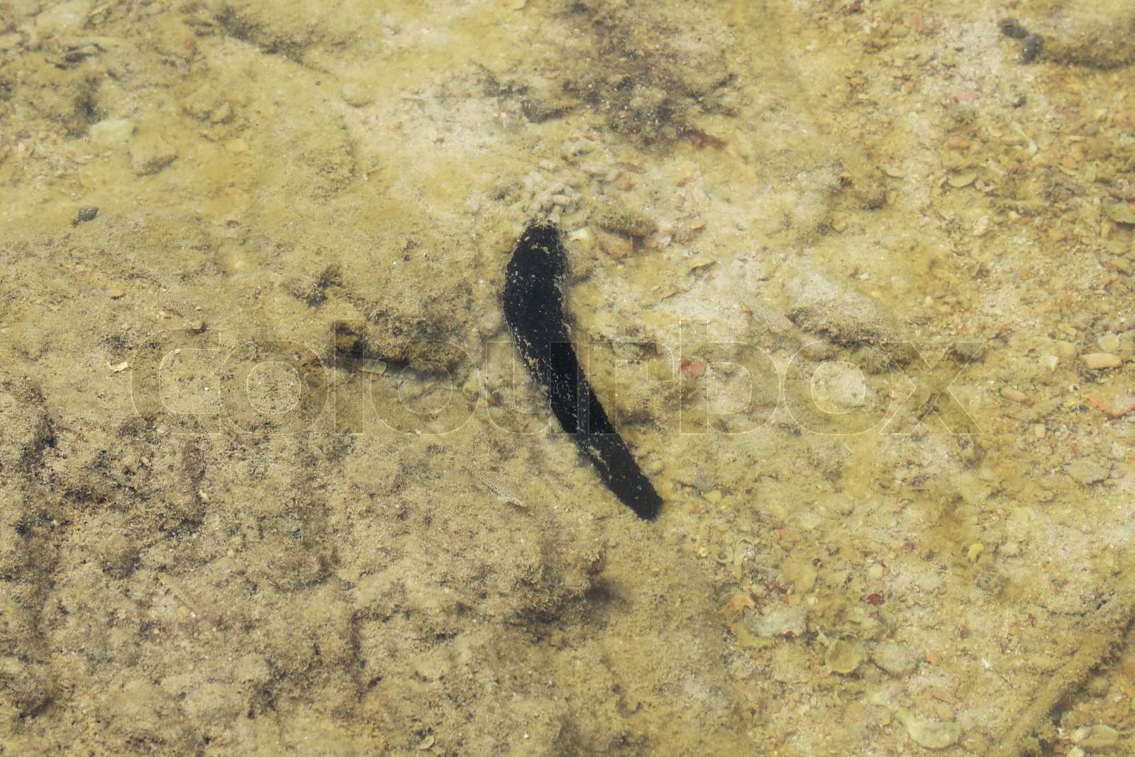 wild sea leech | Stock image | Colourbox