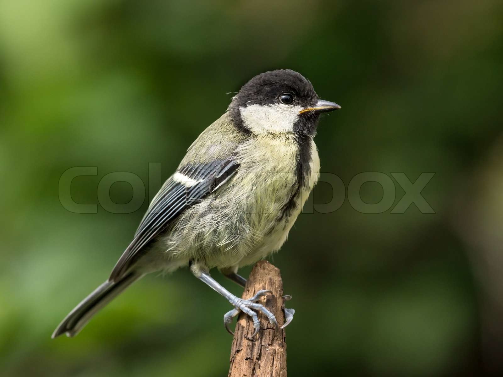 Stor musvit unge der sidder på spidsen af en brun gren | Stock foto ...