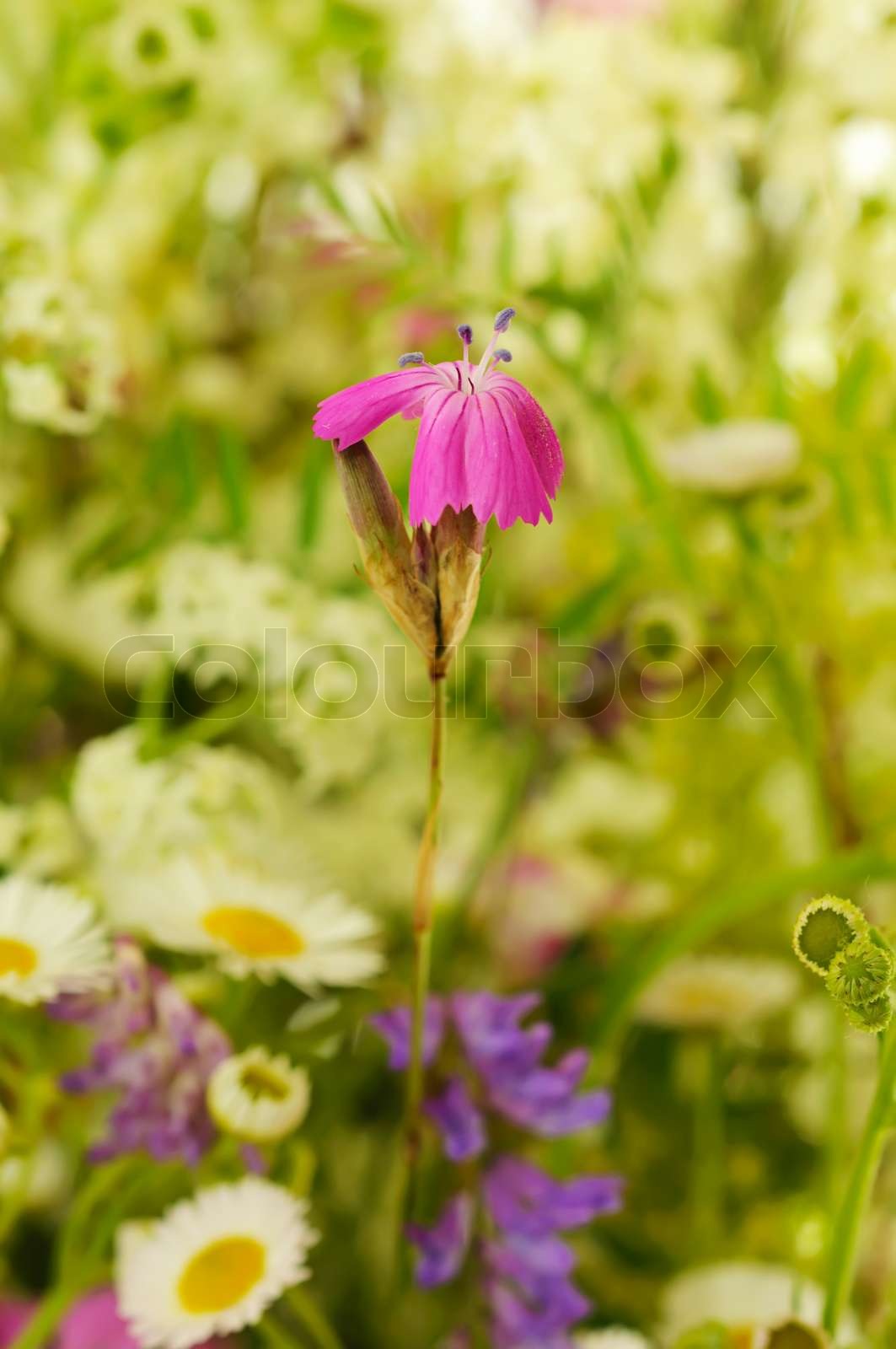 Wilde Nelke Blume | Stock Bild | Colourbox