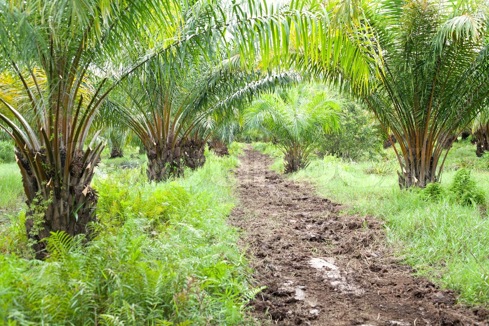 Oliepalmeplantage | Stock foto | Colourbox