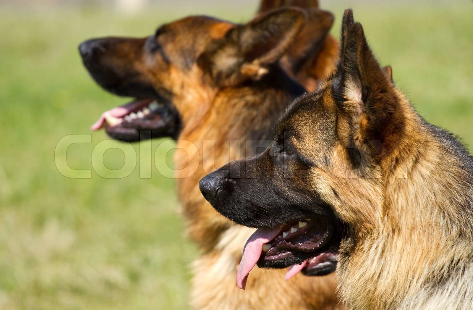 Schæferhunde | Stock foto | Colourbox