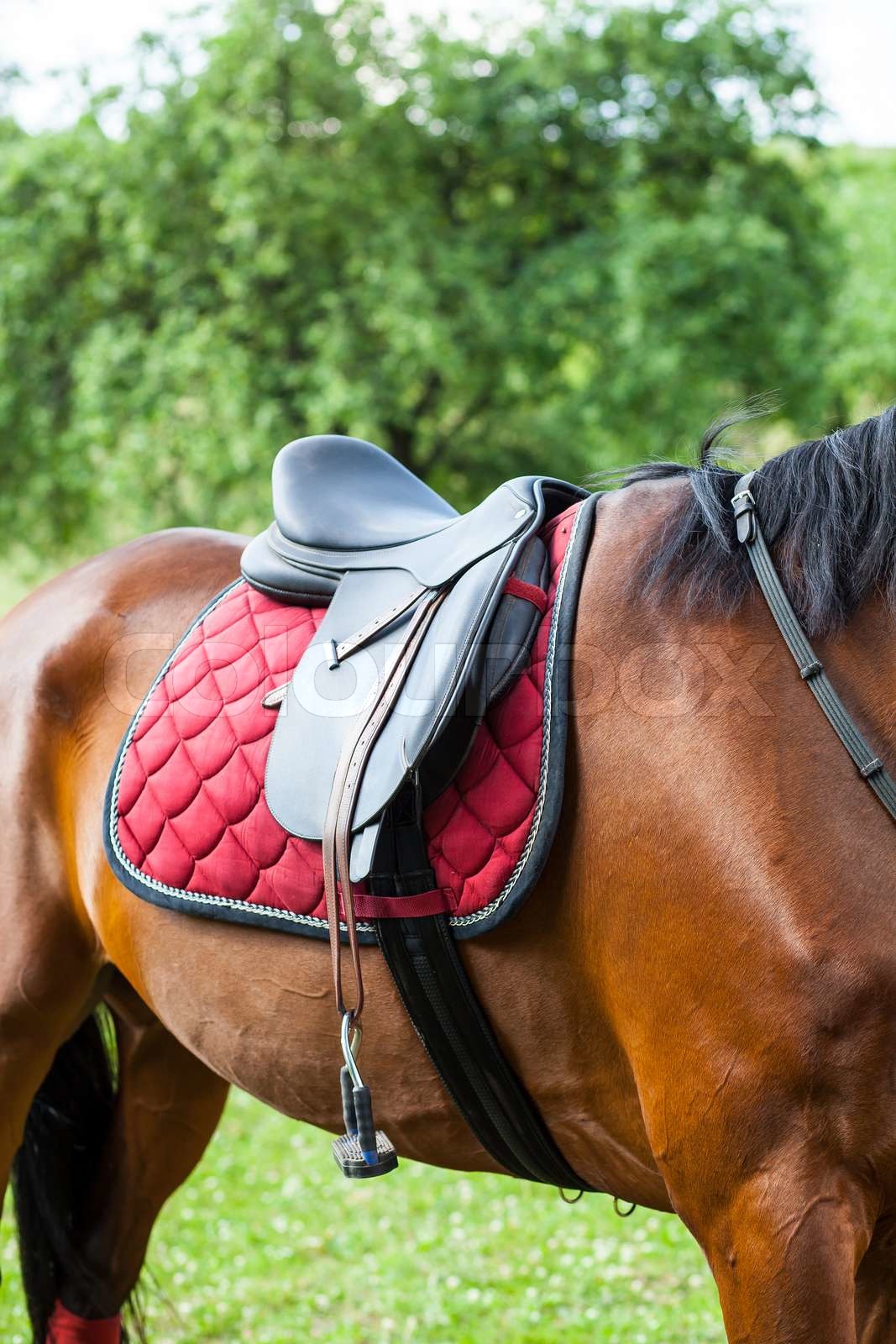 Leder Sattel auf dem Pferd | Stock Bild | Colourbox