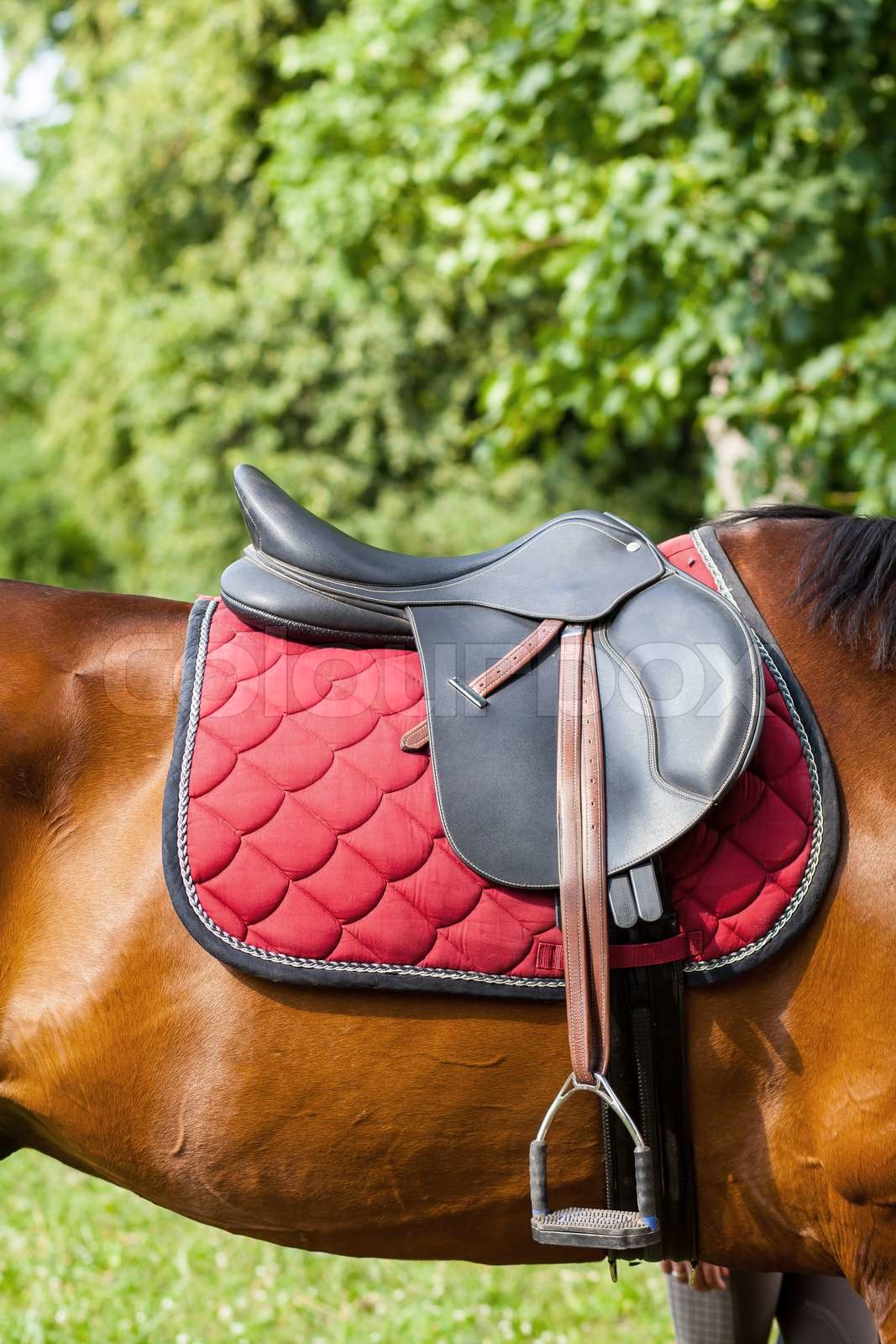 Leder Sattel auf dem Pferd | Stock Bild | Colourbox