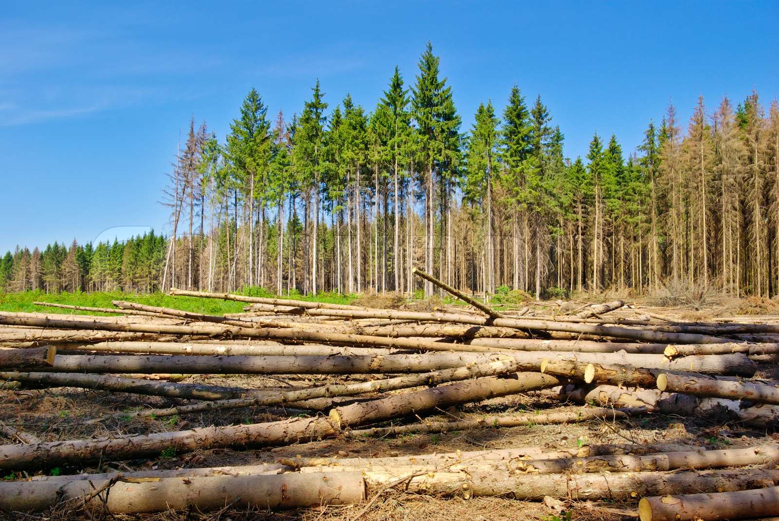 Harvesting timber in the young coniferous forest | Stock image | Colourbox